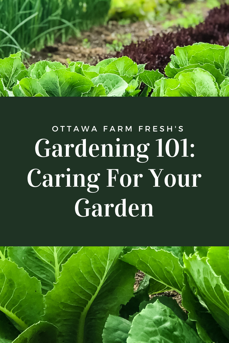 Gardening 101: Caring for your Garden – Ottawa Farm Fresh
