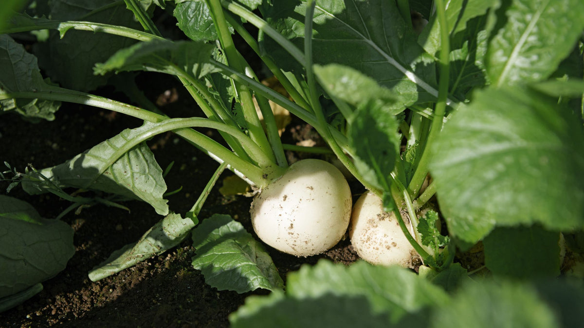 Miso Glazed Sugar Drops – Ottawa Farm Fresh