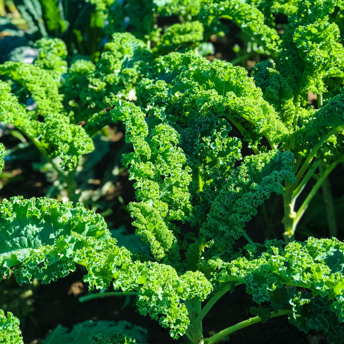 Kale, Sprout and Broccoli Salad – Ottawa Farm Fresh