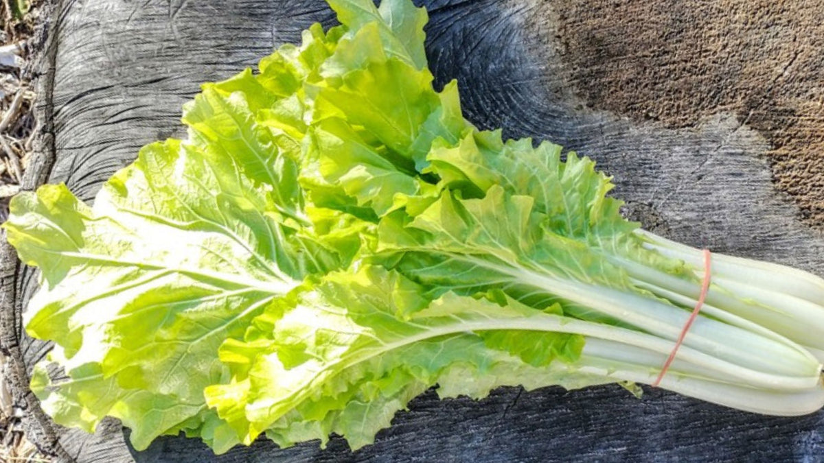 Tokyo Bekana Miso Slaw – Ottawa Farm Fresh