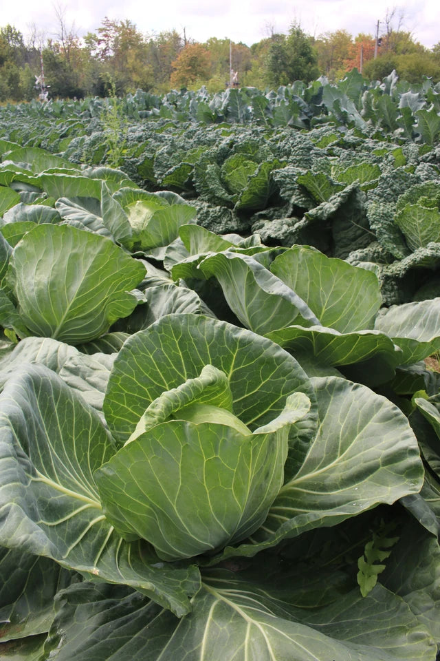 Explore the Versatility of Cabbage – Ottawa Farm Fresh