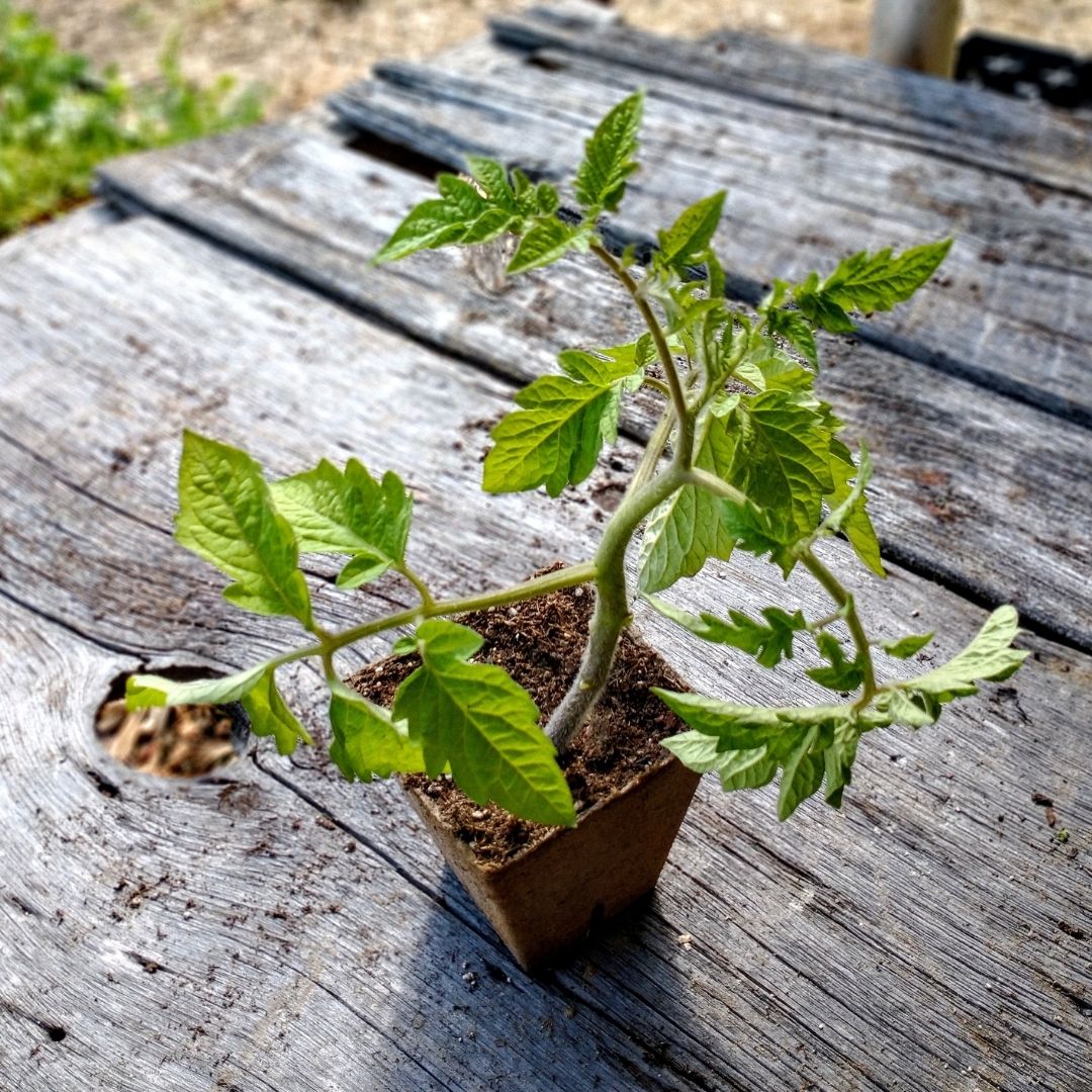 We're Growing! – Ottawa Farm Fresh